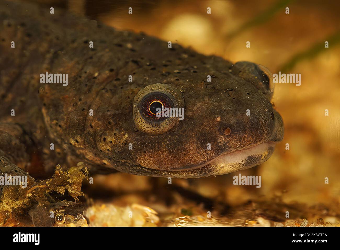 Detailed closeup on the head of an aquatic endangered Spanish ribbed ...