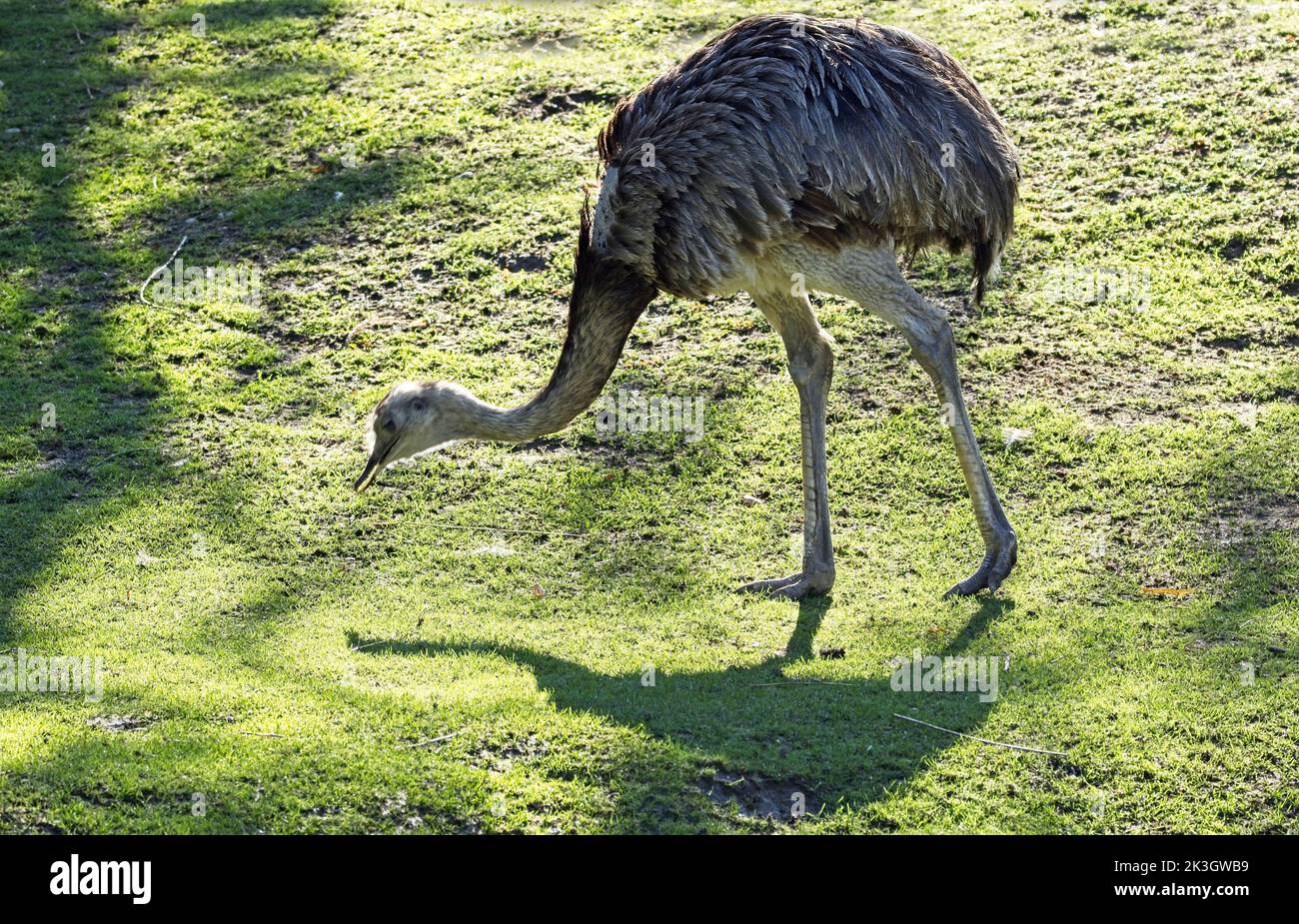 Emu wings hi-res stock photography and images - Alamy