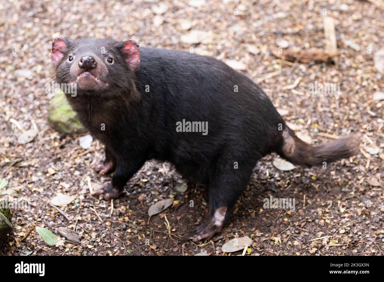 The iconic Tasmanian Devil in a natural environment on a cool spring ...