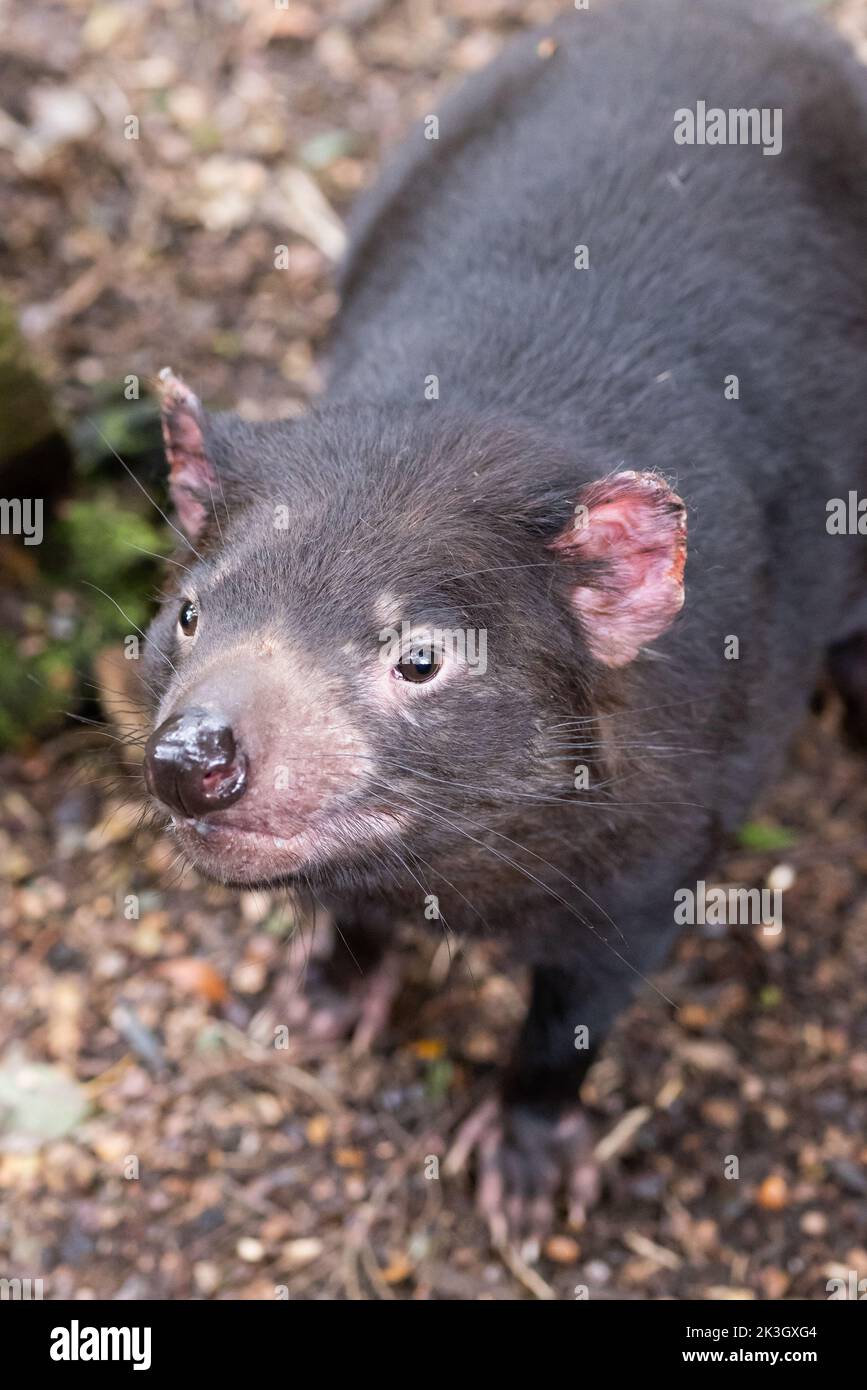 Tasmanian Devil Eating A Kangaroo