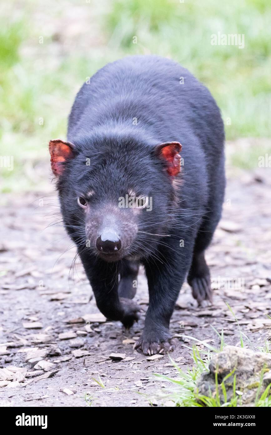 The iconic Tasmanian Devil in a natural environment on a cool spring ...