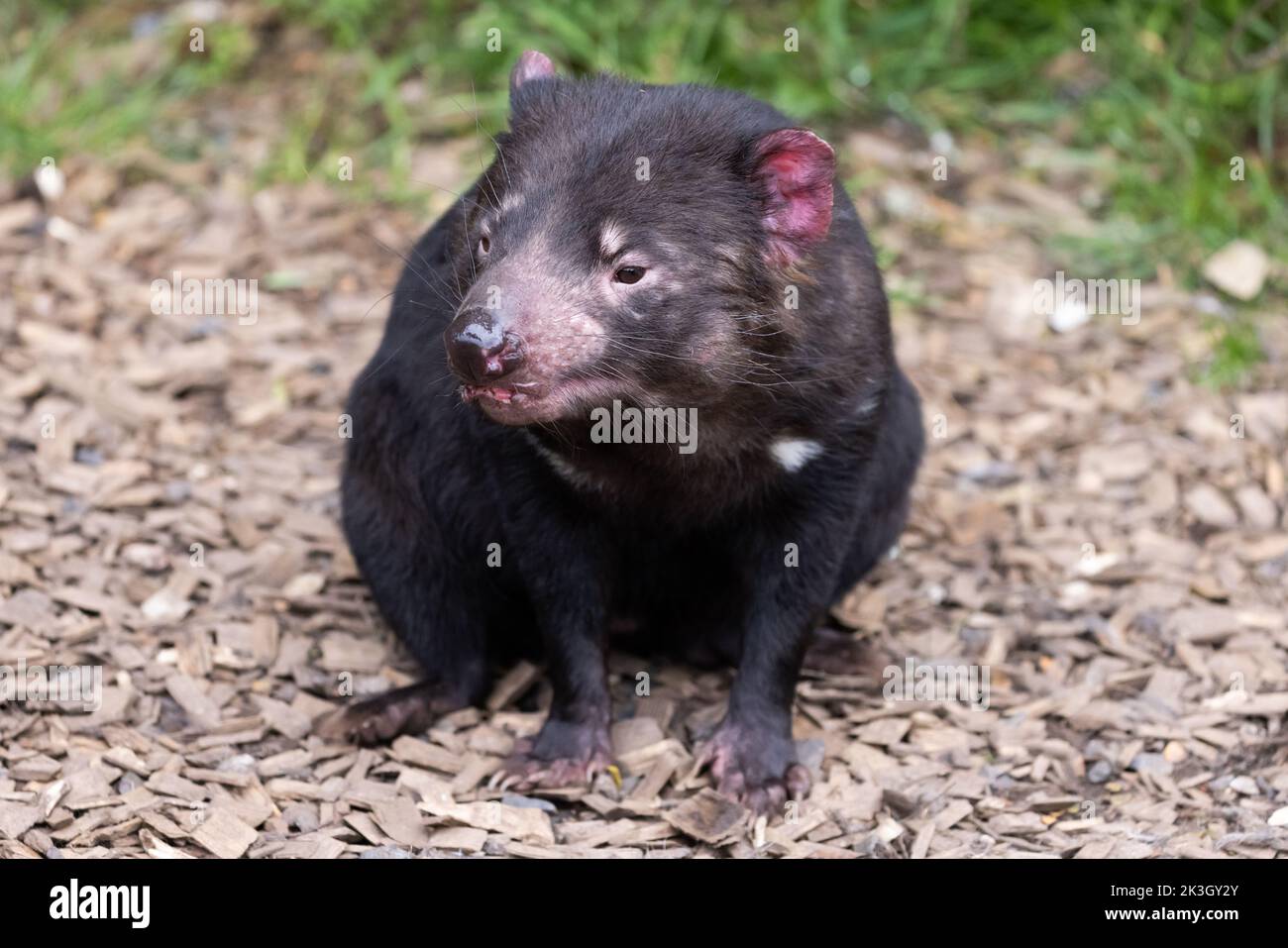 The iconic Tasmanian Devil in a natural environment on a cool spring ...