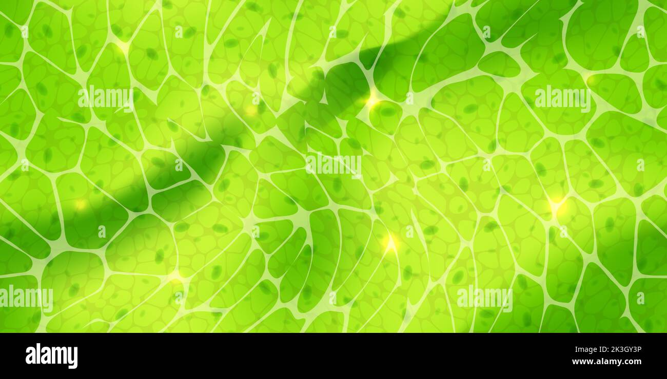 Hydrilla cell hi-res stock photography and images - Alamy
