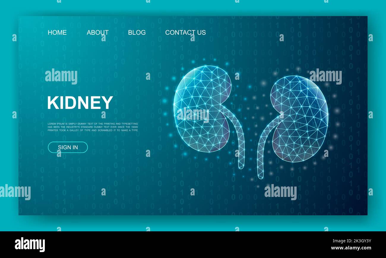 Kidneys 3d polygonal website template. Urinary design illustration concept. Low poly Internal ...