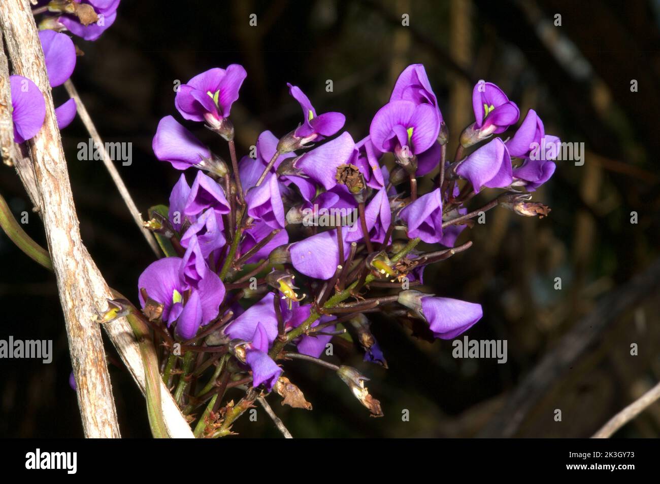 The Hardenbergia Violacea (False Sarsparilla) was having a really good ...