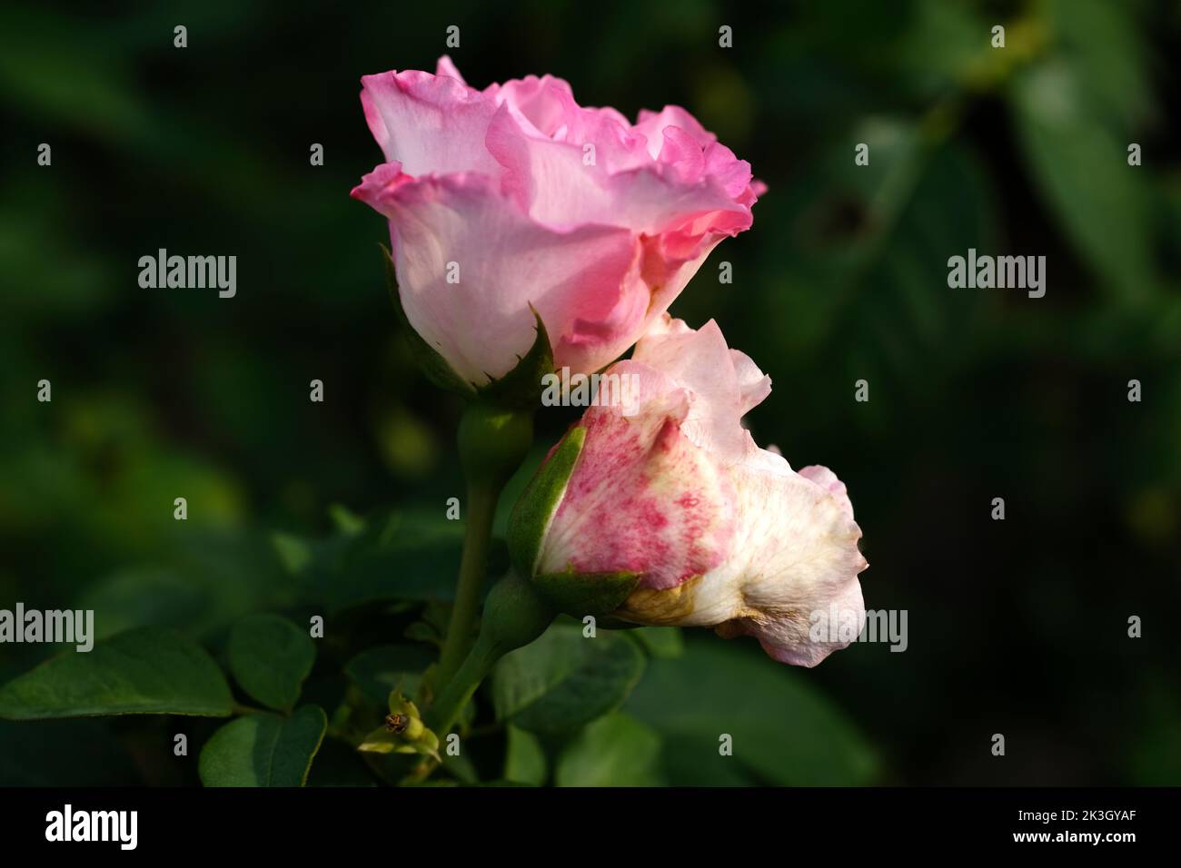 Close-up photo of Rose flower on background blurry pink roses flower in ...