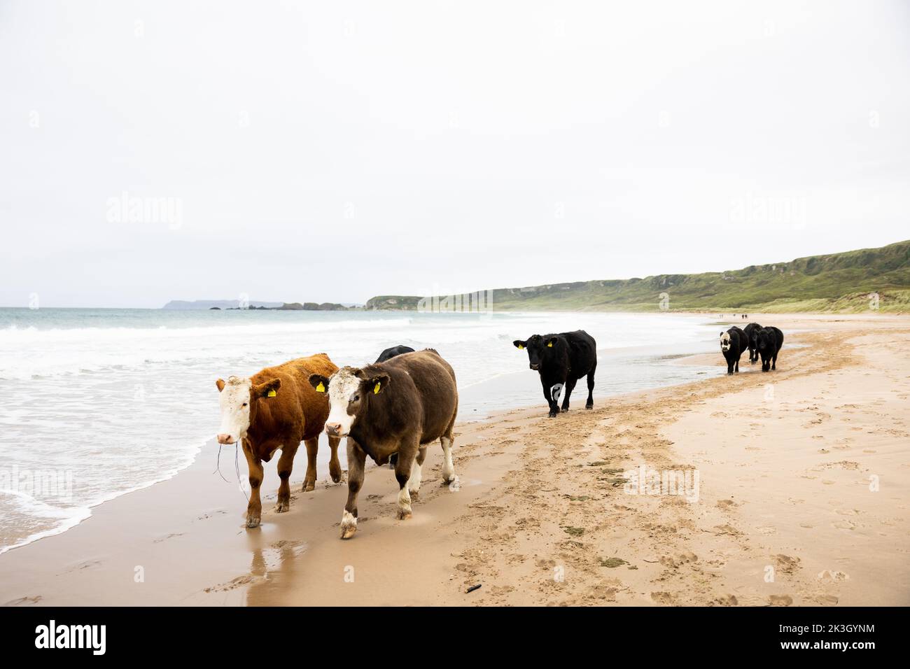 A herd of cattle on the beach at Whitepark Bay on Northern Ireland's ...
