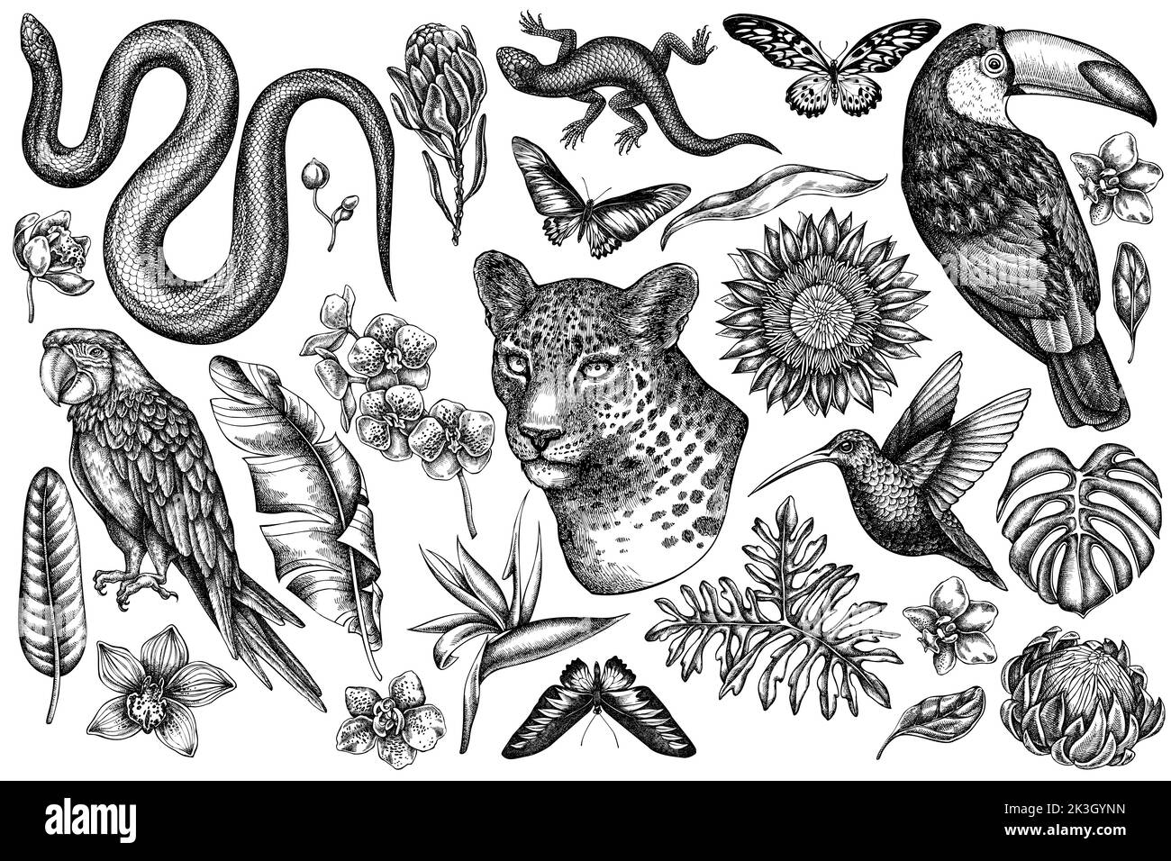 Tropical animals vintage vector illustrations collection. Black and ...
