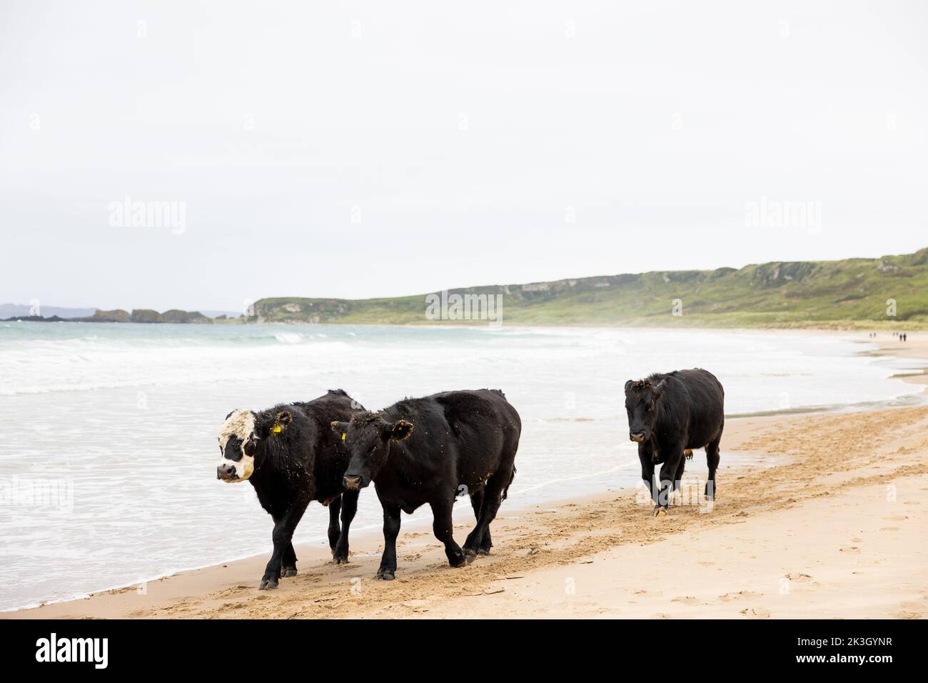 A herd of cattle on the beach at Whitepark Bay on Northern Ireland's ...