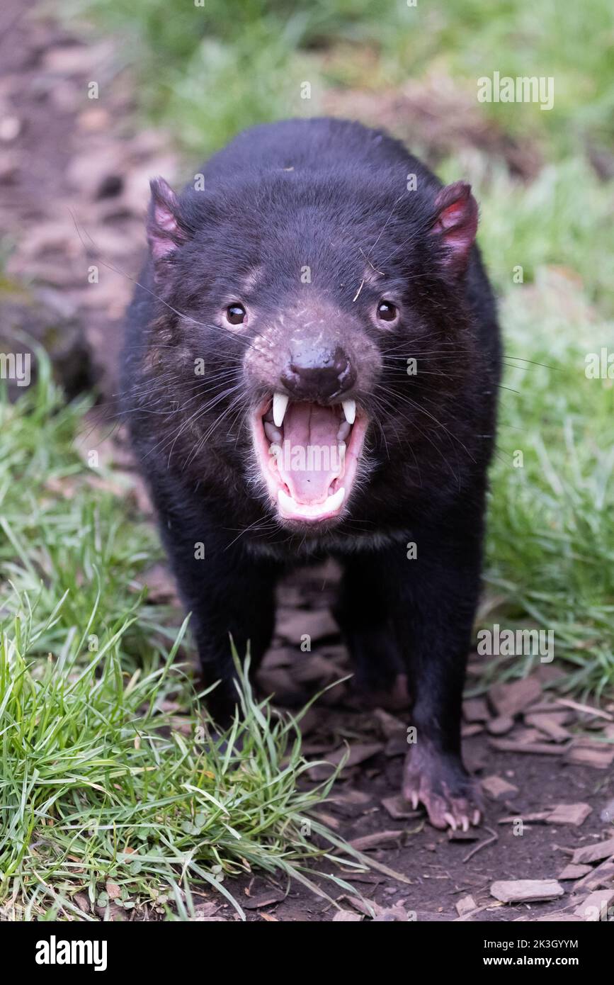 The iconic Tasmanian Devil in a natural environment on a cool spring ...