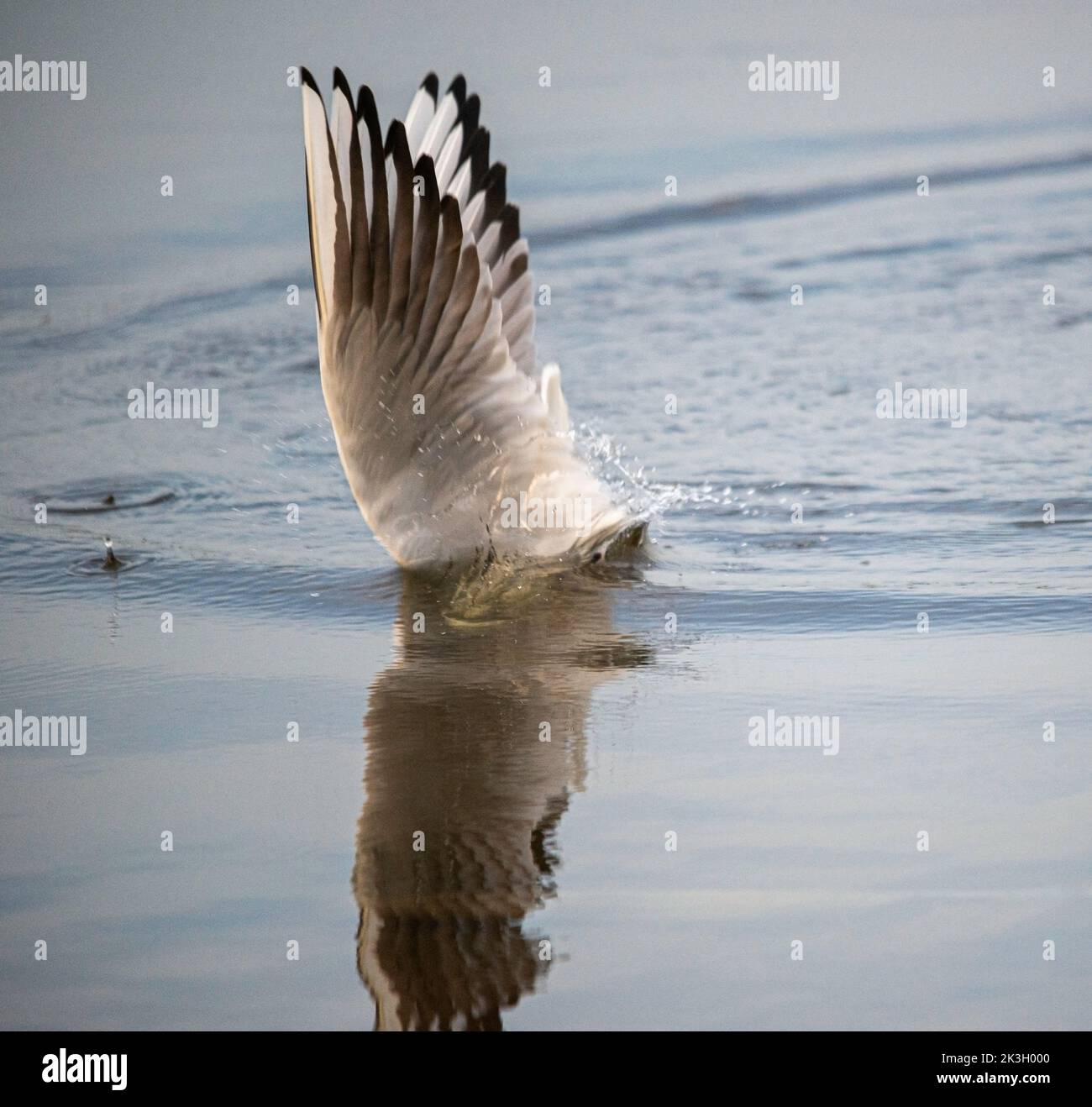 Bord des ailes marron hi-res stock photography and images - Alamy