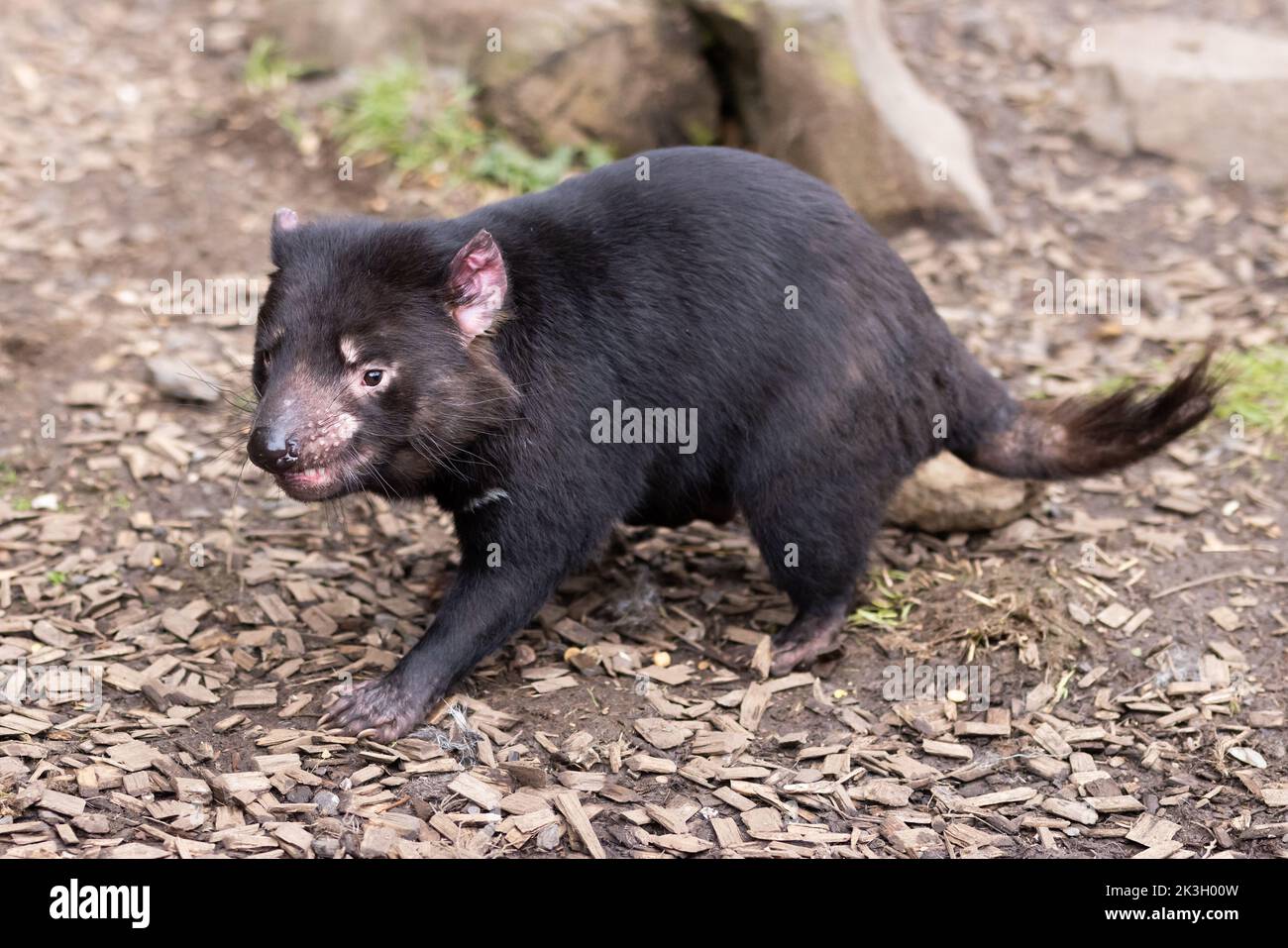 The iconic Tasmanian Devil in a natural environment on a cool spring ...