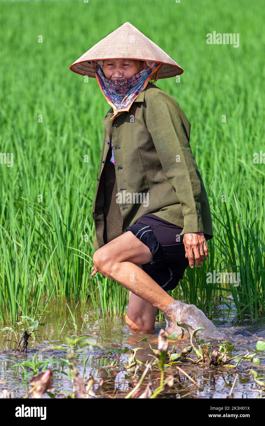Vietnamese lady wearing bamboo hat working in rice paddy, Hai Phong ...