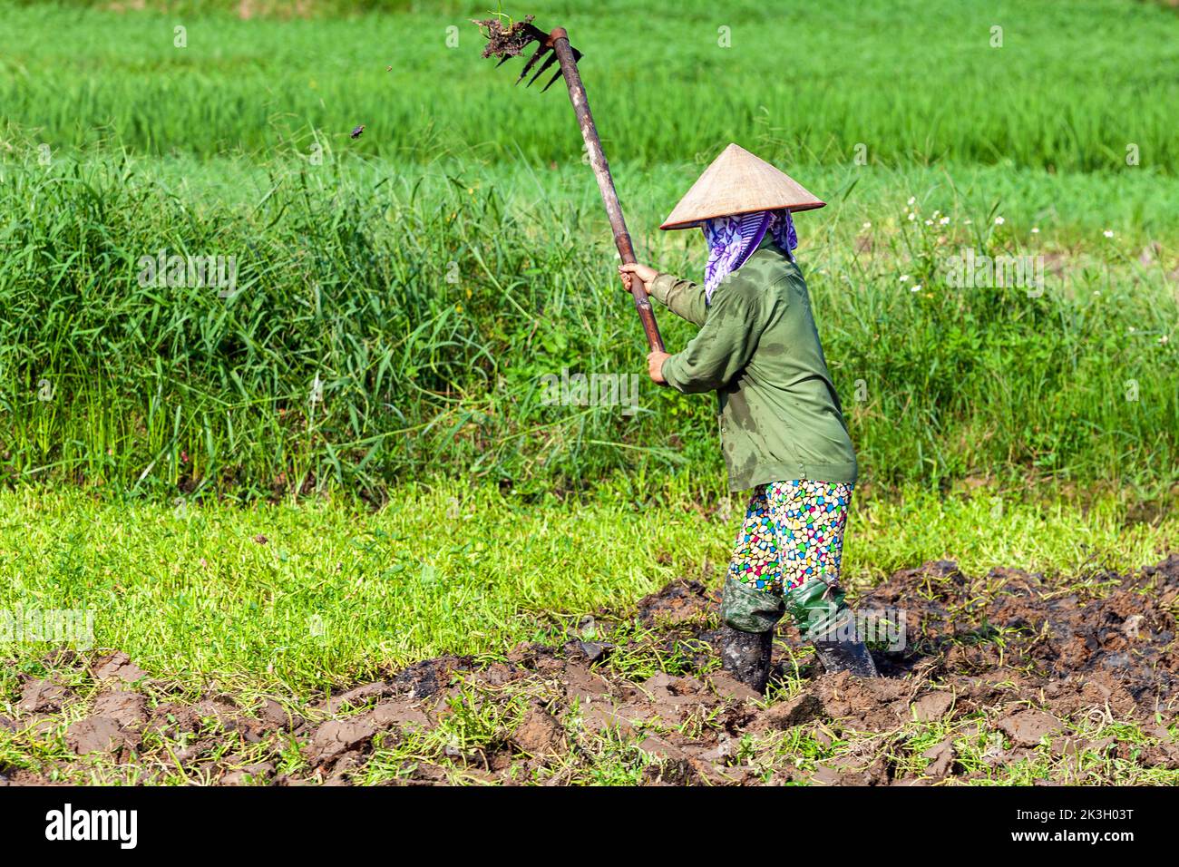 Vietnamese lady wearing bamboo hat working in rice paddy, Hai Phong ...