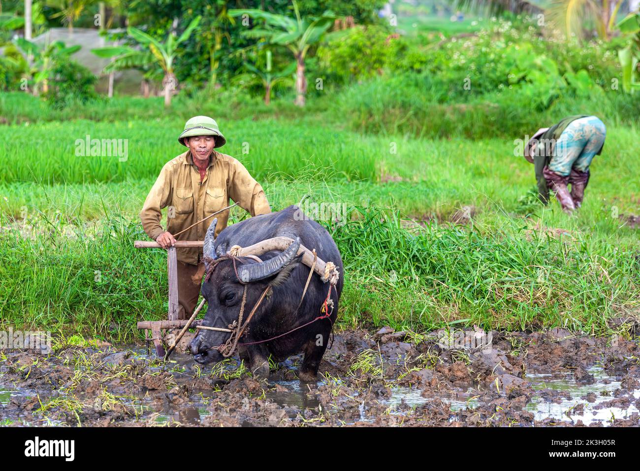 Farmer with water buffalo pulling plough through rice paddy, rural Hai ...