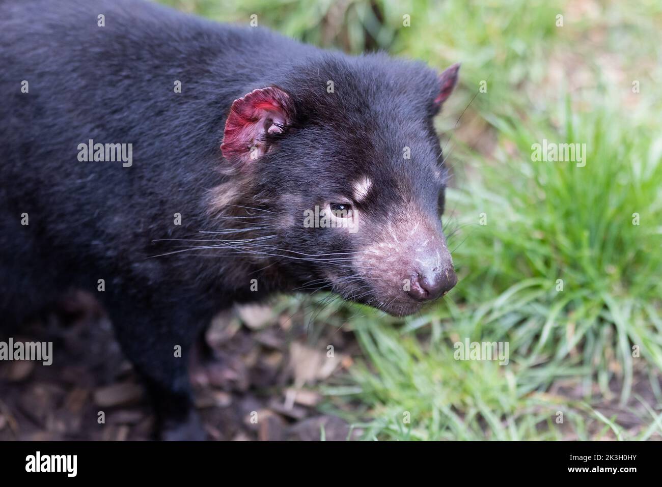 Tasmanian devil in tasmania australia hi-res stock photography and images - Alamy