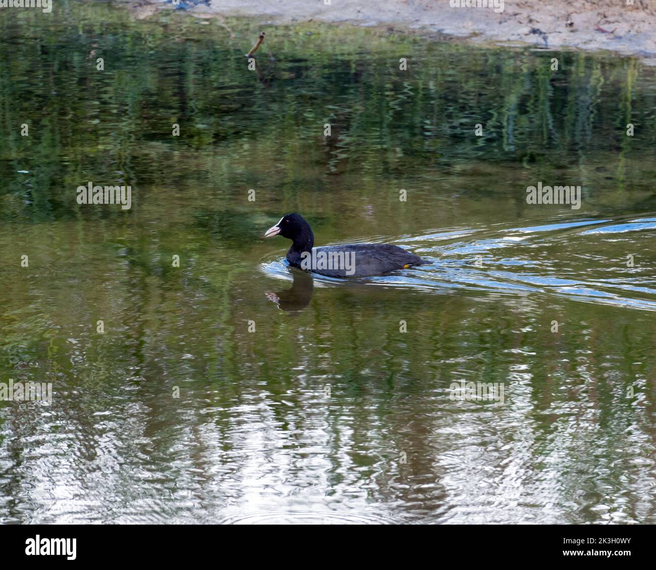 Eurasian coot swimming in wetland pond Stock Photo - Alamy