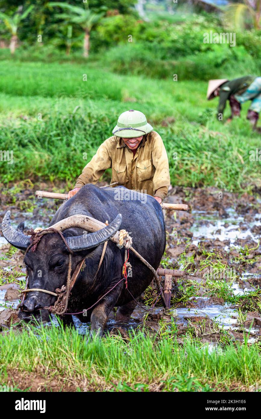 Farmer with water buffalo pulling plough through rice paddy, rural Hai ...