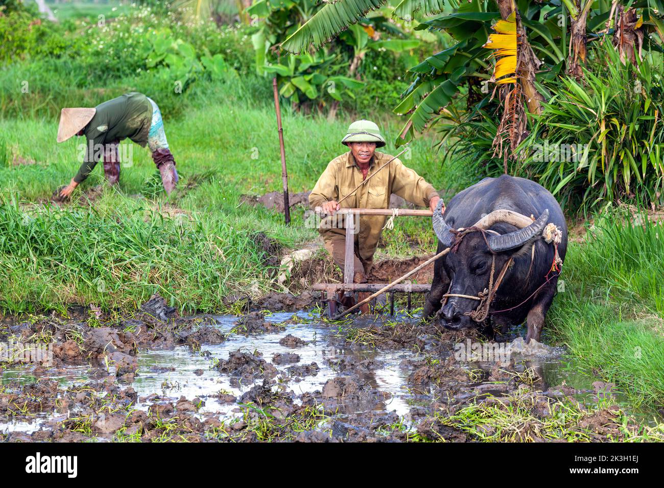 Farmer with water buffalo pulling plough through rice paddy, rural Hai ...