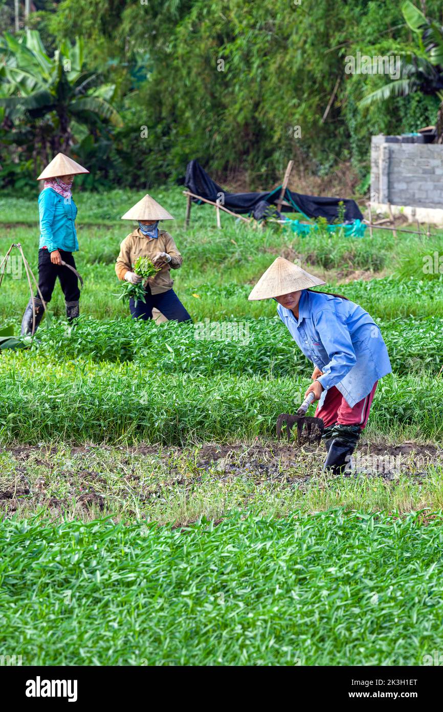 Vietnamese lady wearing bamboo hat working in rice paddy, Hai Phong ...