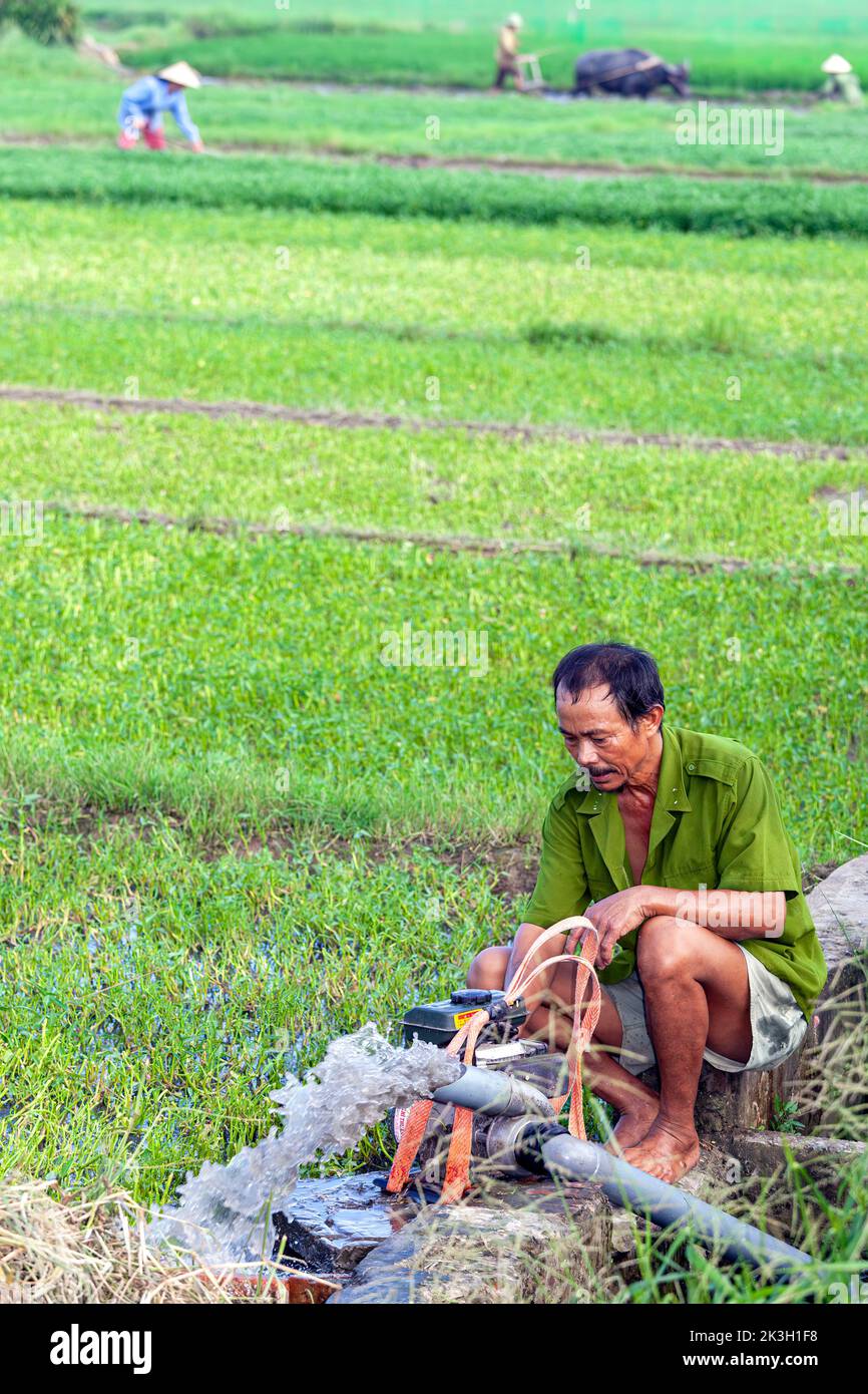 Vietnamese farmer with water pump in rice paddy, rural Hai Phong ...