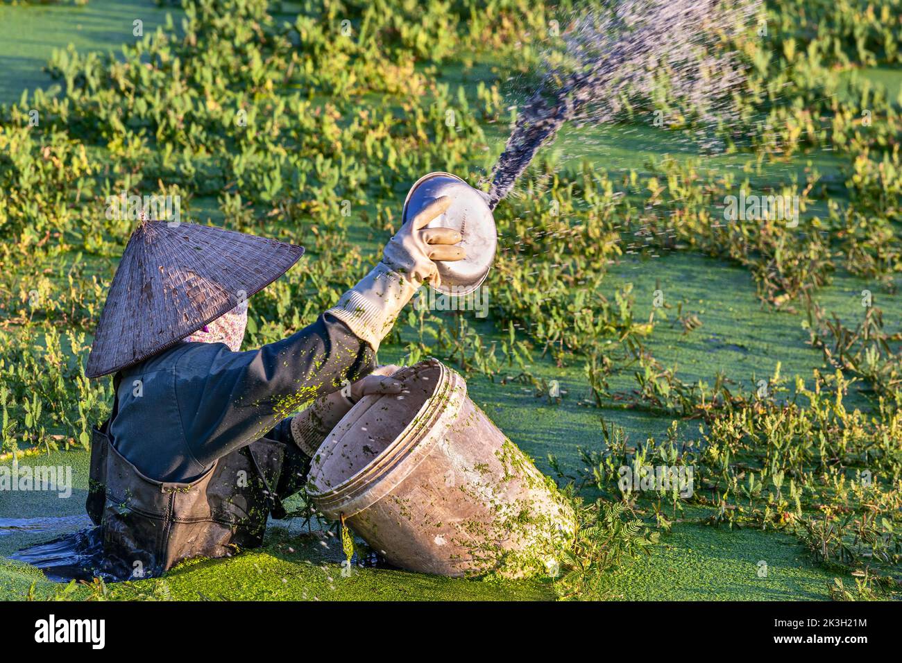 Vietnamese farmer in deep water sowing seeds in flooded rice paddy, Hai ...