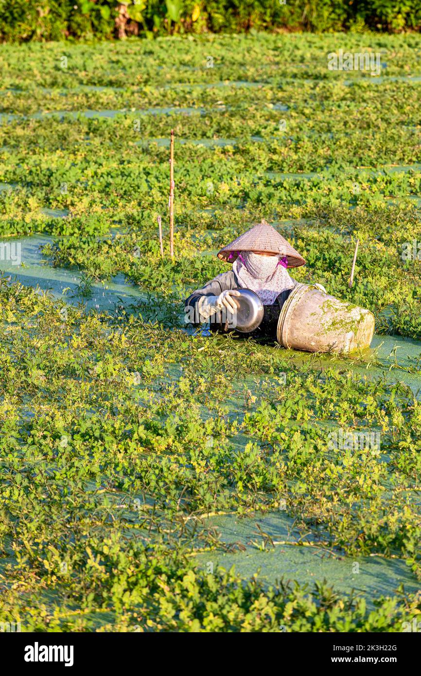 Vietnamese farmer in deep water sowing seeds in flooded rice paddy, Hai ...