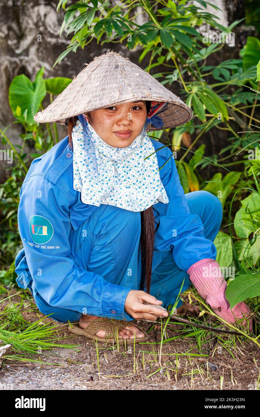 Vietnamese lady wearing bamboo hat working in rice paddy, Hai Phong ...