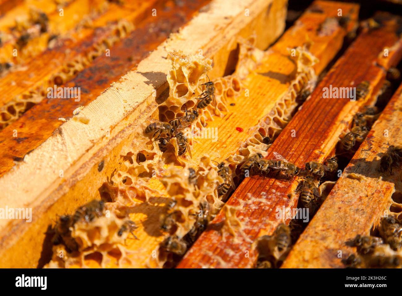 Frames of a beehive. Close up view of the opened hive body showing the ...