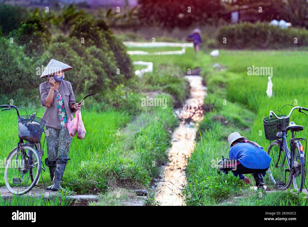 Vietnamese farm workers and bicycle in rice paddy, evening, Hai Phong ...