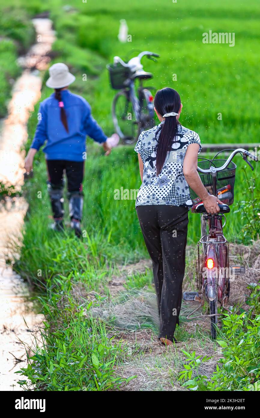 Vietnamese farm workers and bicycle in rice paddy, evening, Hai Phong ...