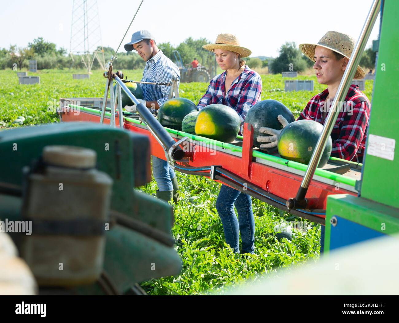 Workers picking ripe watermelons using harvesting machine Stock Photo ...