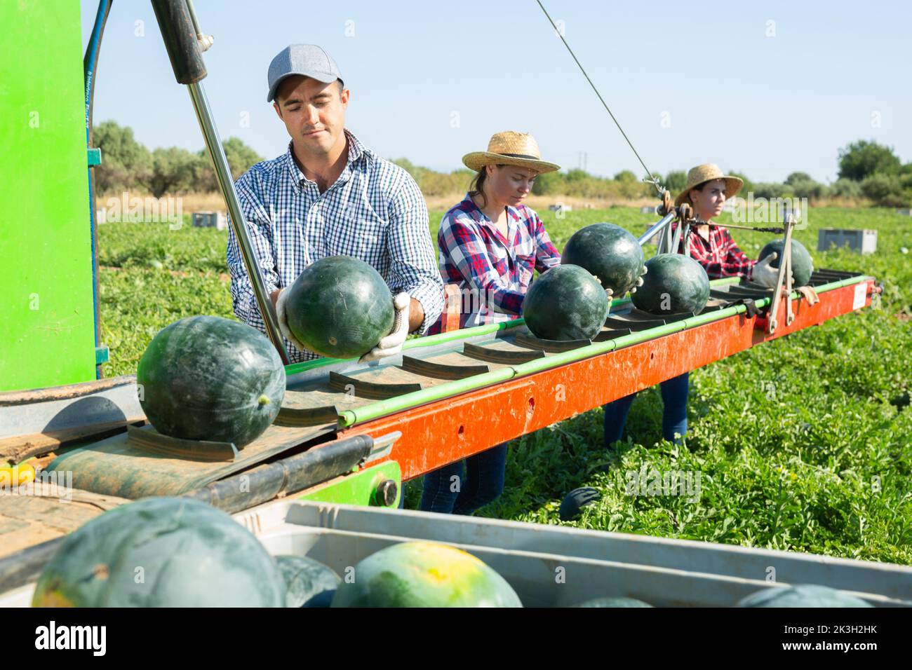 Watermelon harvest field workers hi-res stock photography and images ...