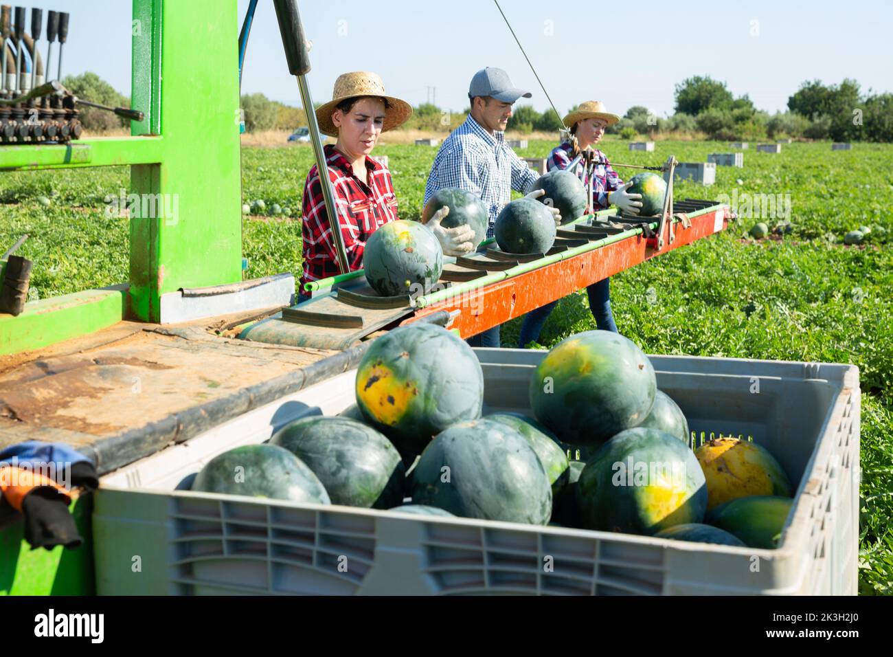 Group of farm workers picking watermelons, working on harvesting ...