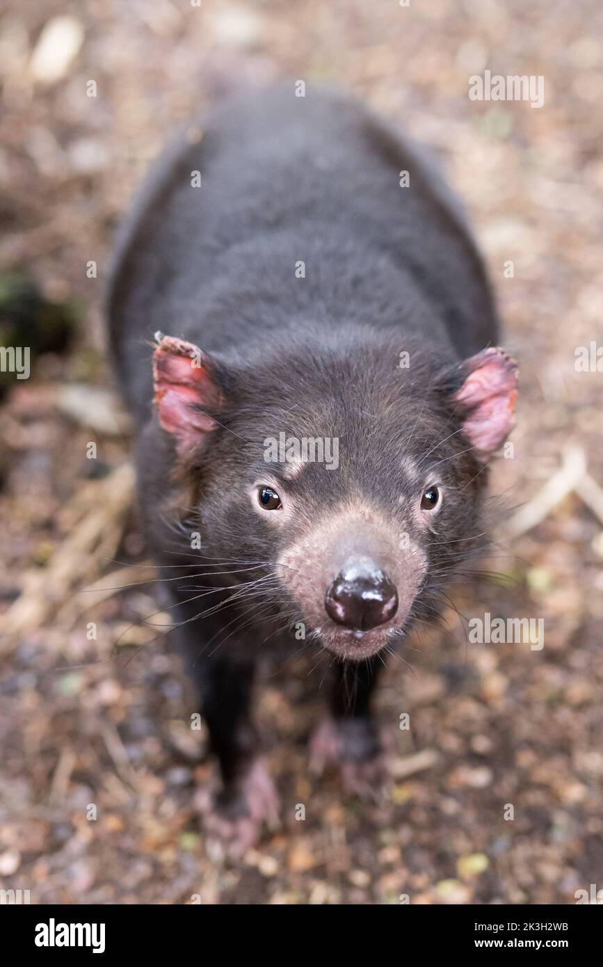 Tasmanian devil in tasmania australia hi-res stock photography and images - Alamy