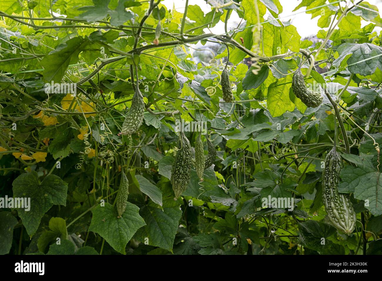 beautiful greenery photograph scene of the cucumber or bitter gourd ...
