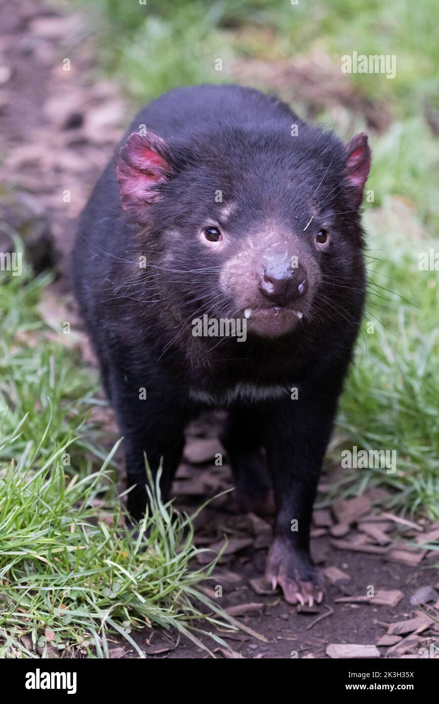Tasmanian devil in tasmania australia hi-res stock photography and ...
