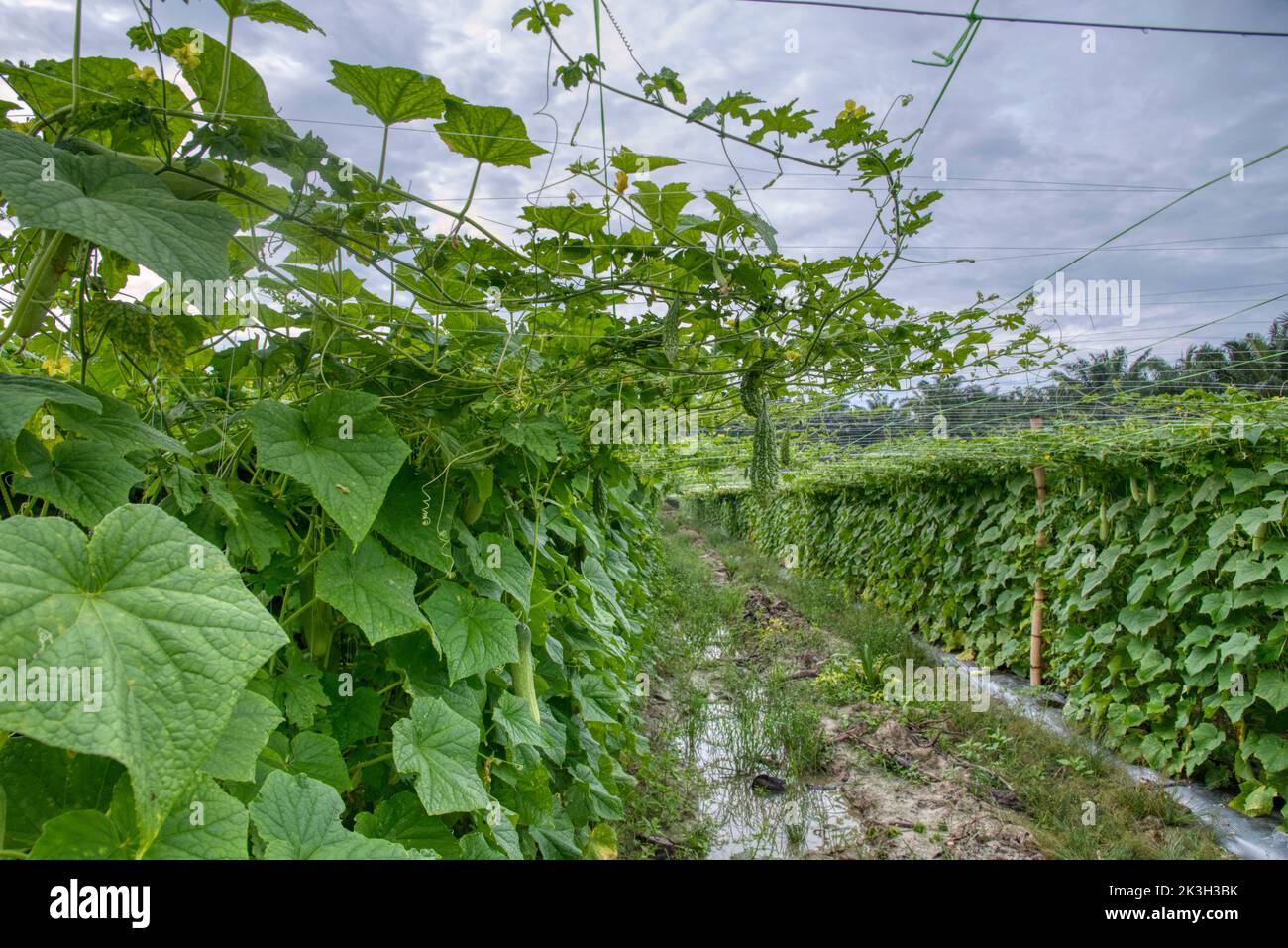 beautiful greenery photograph scene of the cucumber or bitter gourd ...