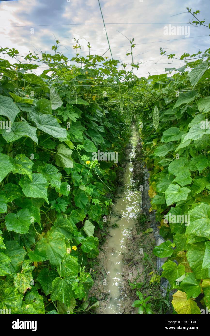 beautiful greenery photograph scene of the cucumber or bitter gourd ...