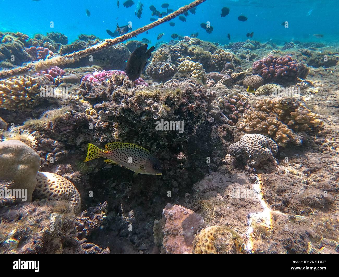Close up view of Colorful tropical blackspotted rubberlip fish or ...