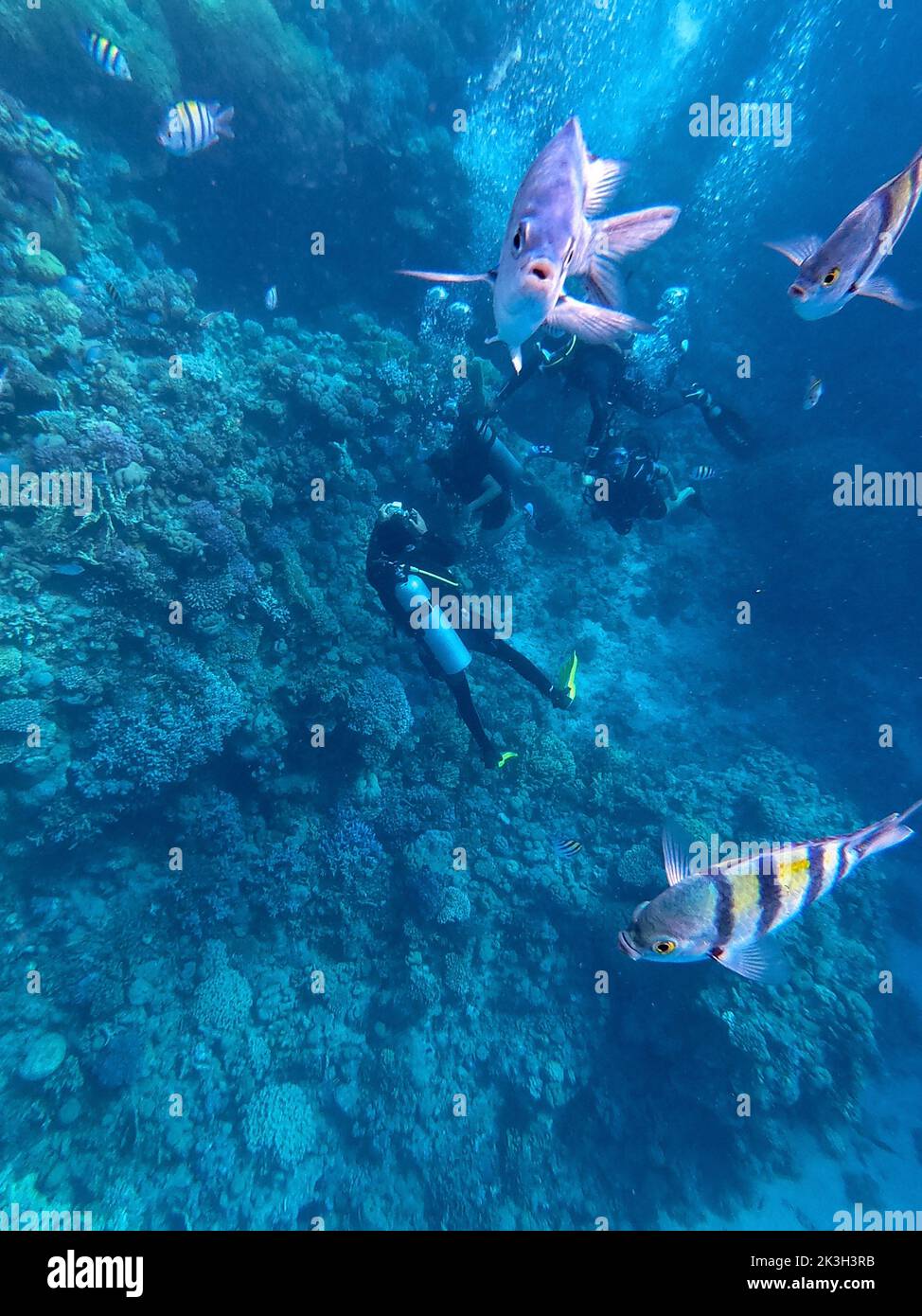 Scuba Divers divers explore coral reef in tropical sea. Underwater life ...
