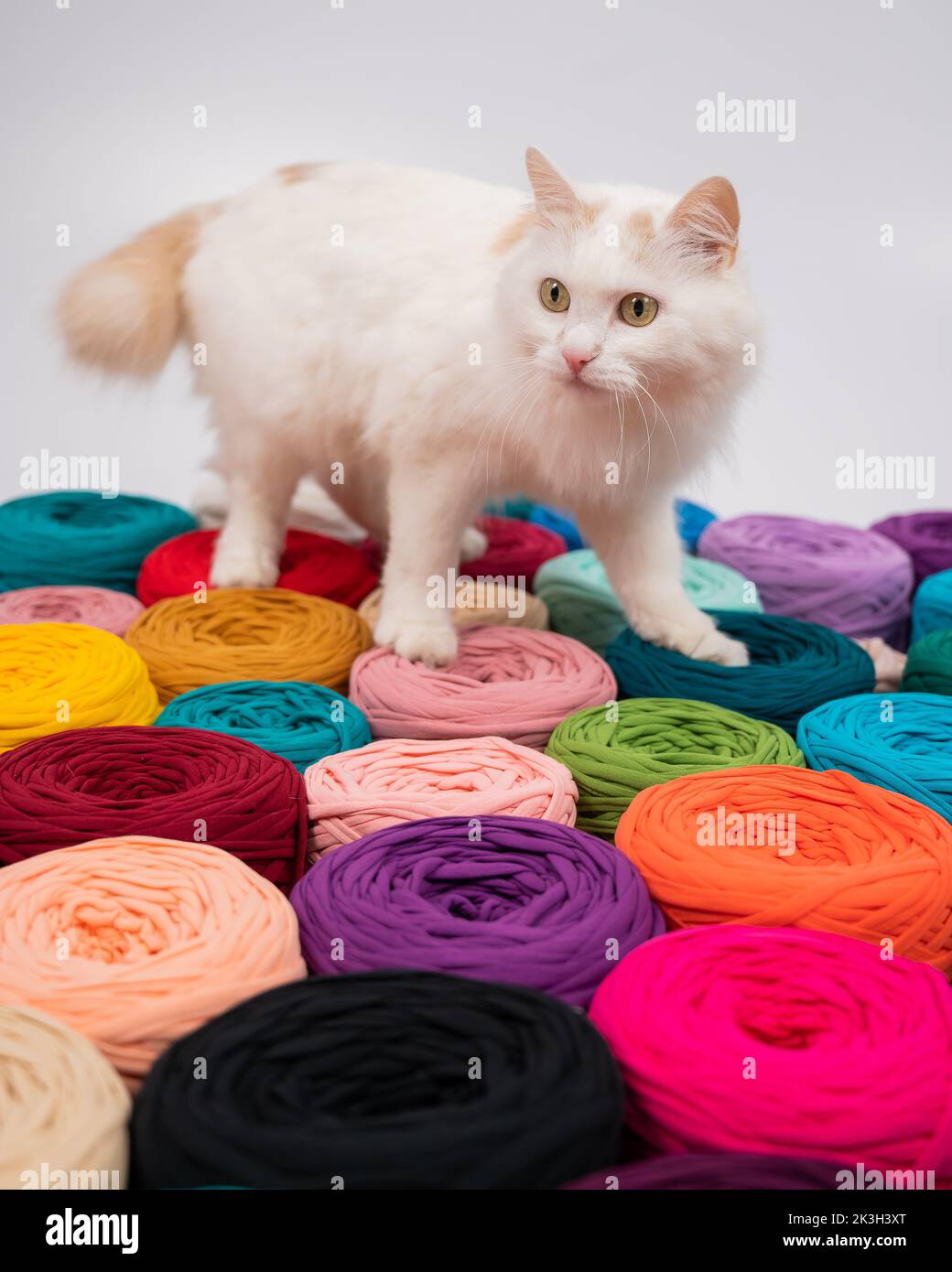Close-up of a whiting fluffy cat among multicolored cotton skeins Stock ...