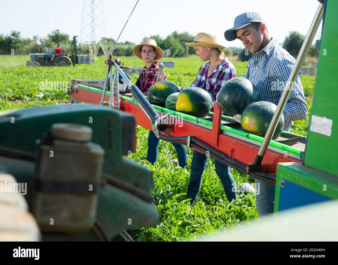 Workers picking ripe watermelons using harvesting machine Stock Photo ...