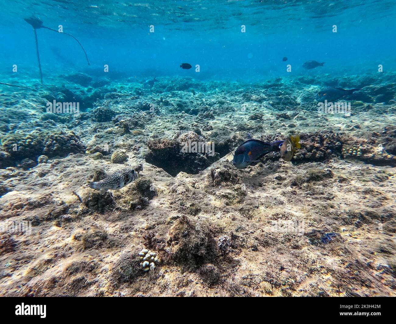 Colorful tropical fish Sohal Surgeon fish (Acanthurus Sohal) tang ...