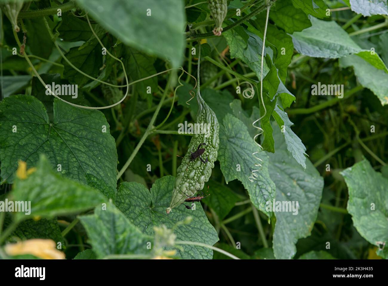 leptoglossus gonagra crawling around the bitter gourd fruit Stock Photo ...