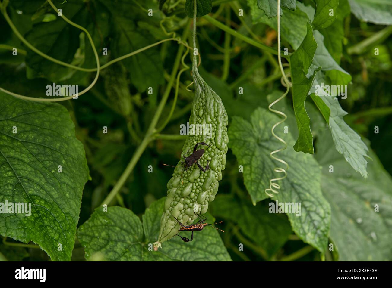 leptoglossus gonagra crawling around the bitter gourd fruit Stock Photo ...