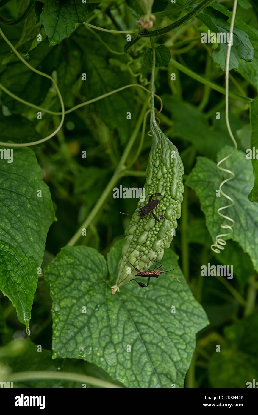 leptoglossus gonagra crawling around the bitter gourd fruit Stock Photo ...