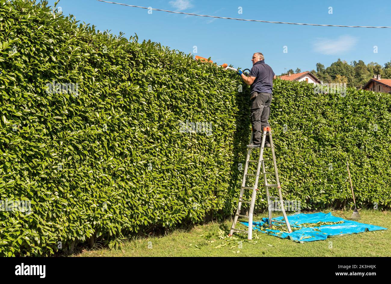 Mature man cuting hedge with an electric hedge trimmer in the garden ...