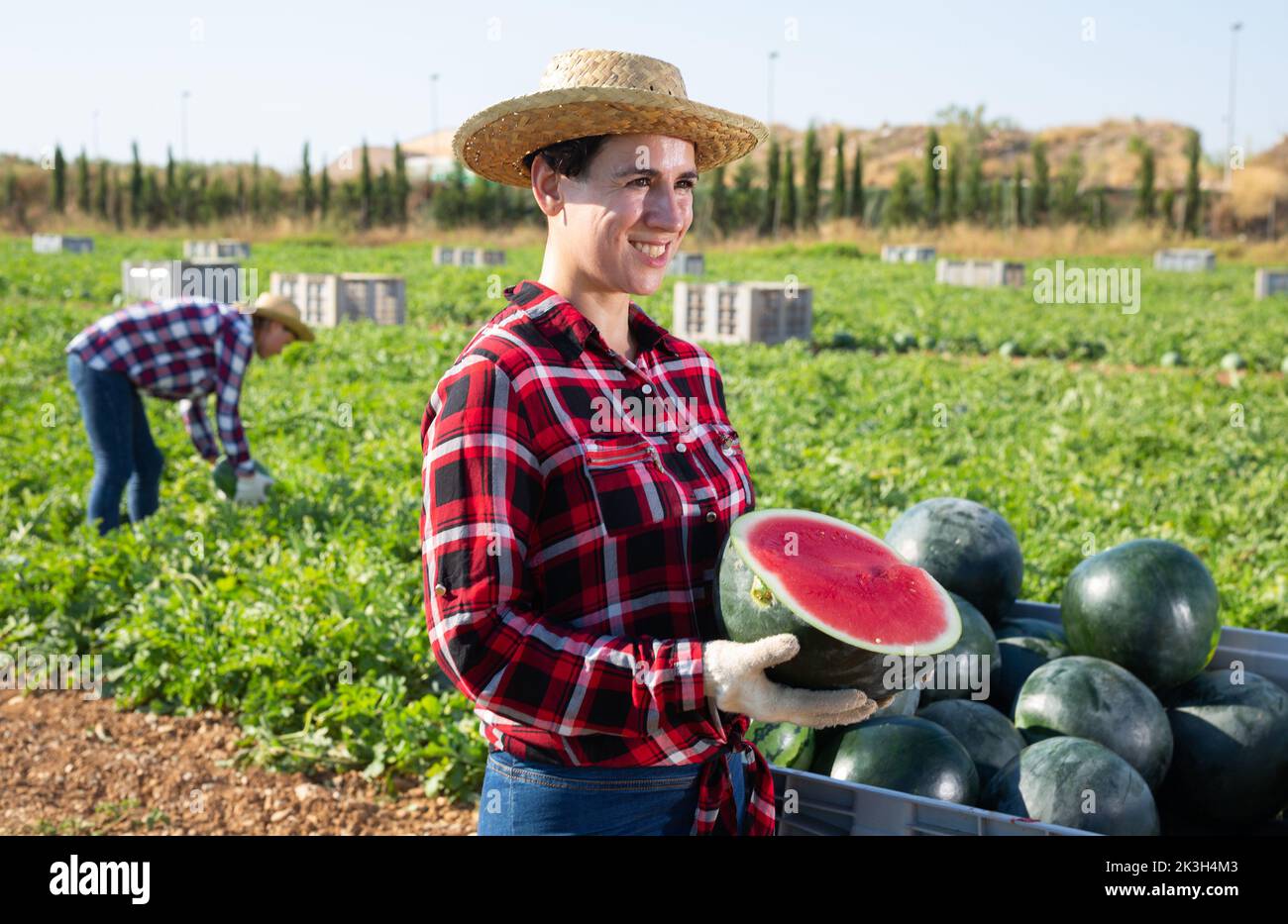 Farmer posing in field with watermelons crop Stock Photo - Alamy