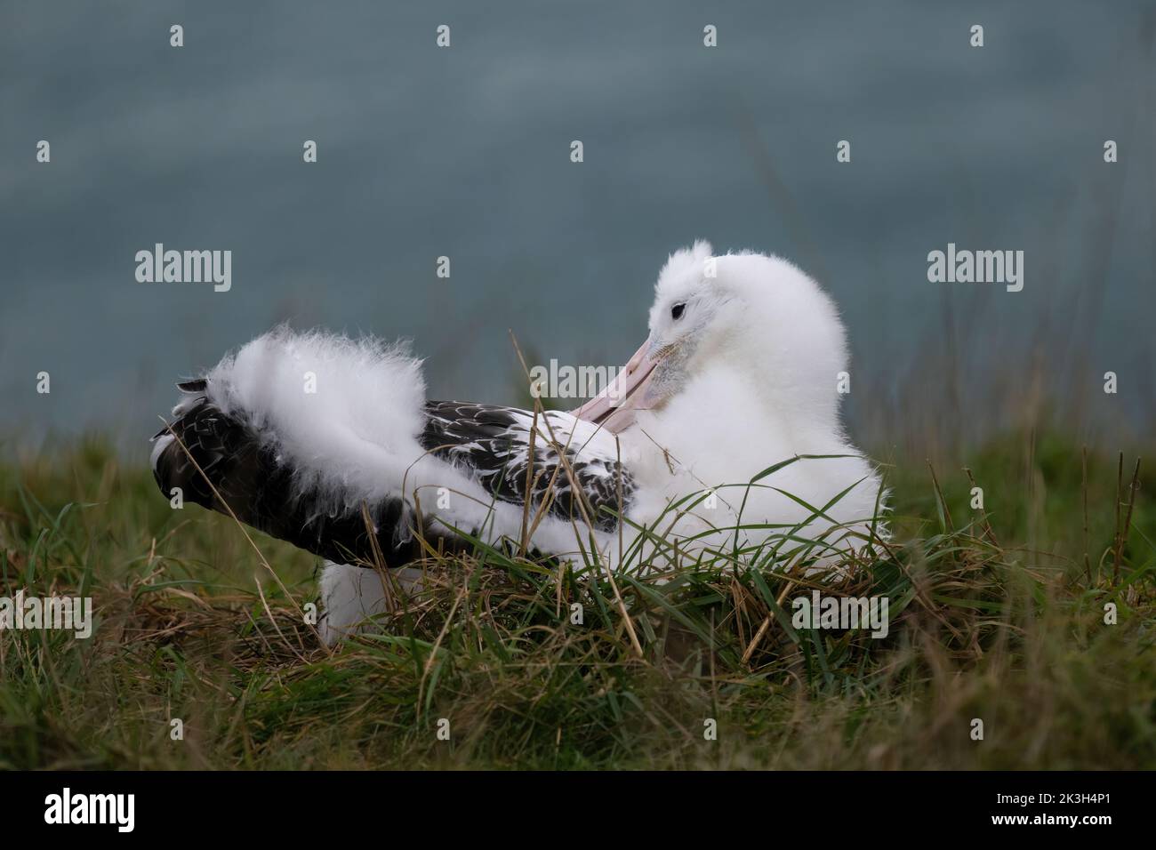 Fluffy baby Royal Albatross grooming, Otago Peninsula, New Zealand ...